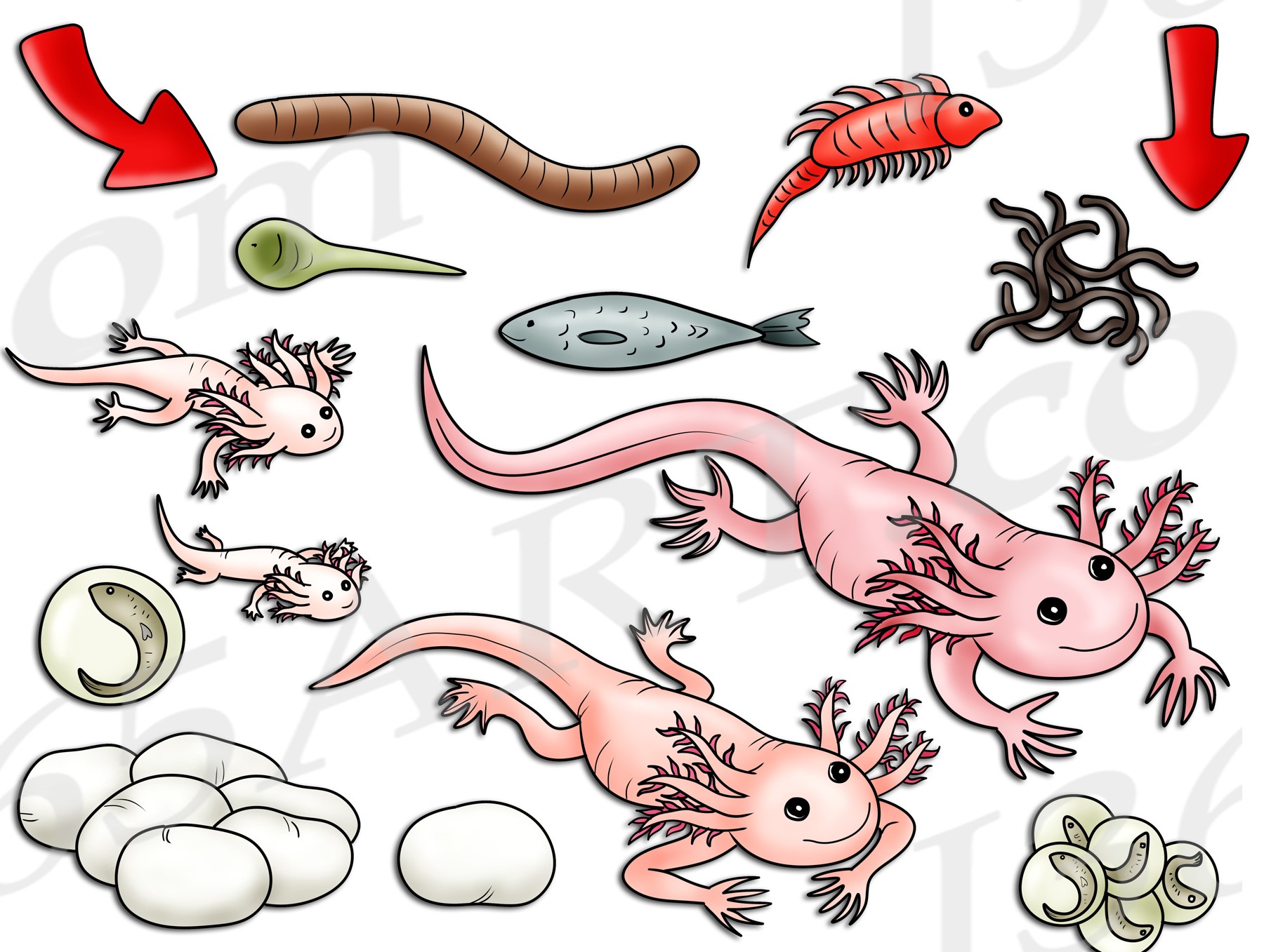 How Much Does an Axolotl Cost? Guide to Axolotl Prices | Savoo